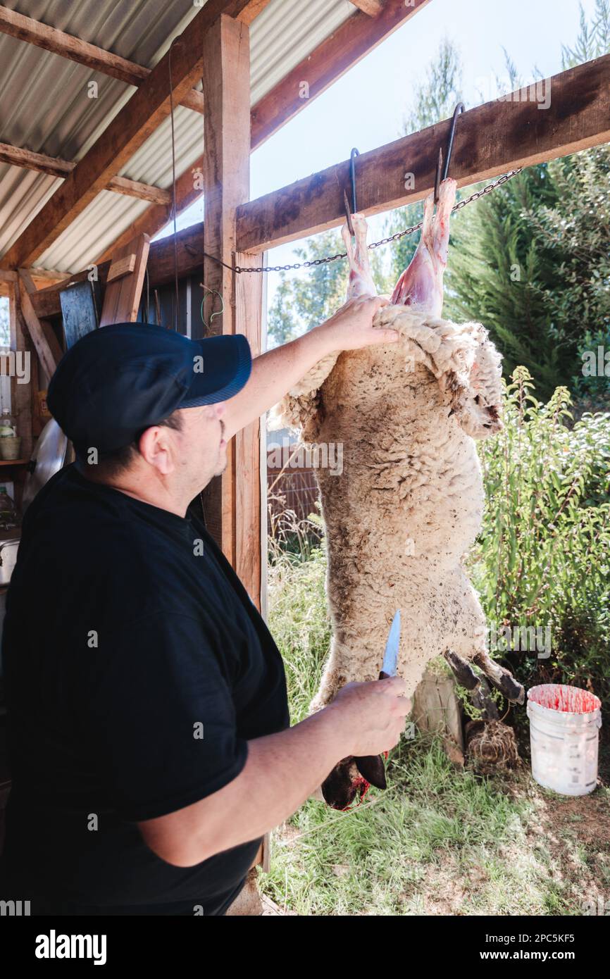 Lamb or sheep slaughter side view on hands of latin man farmer skinning ...