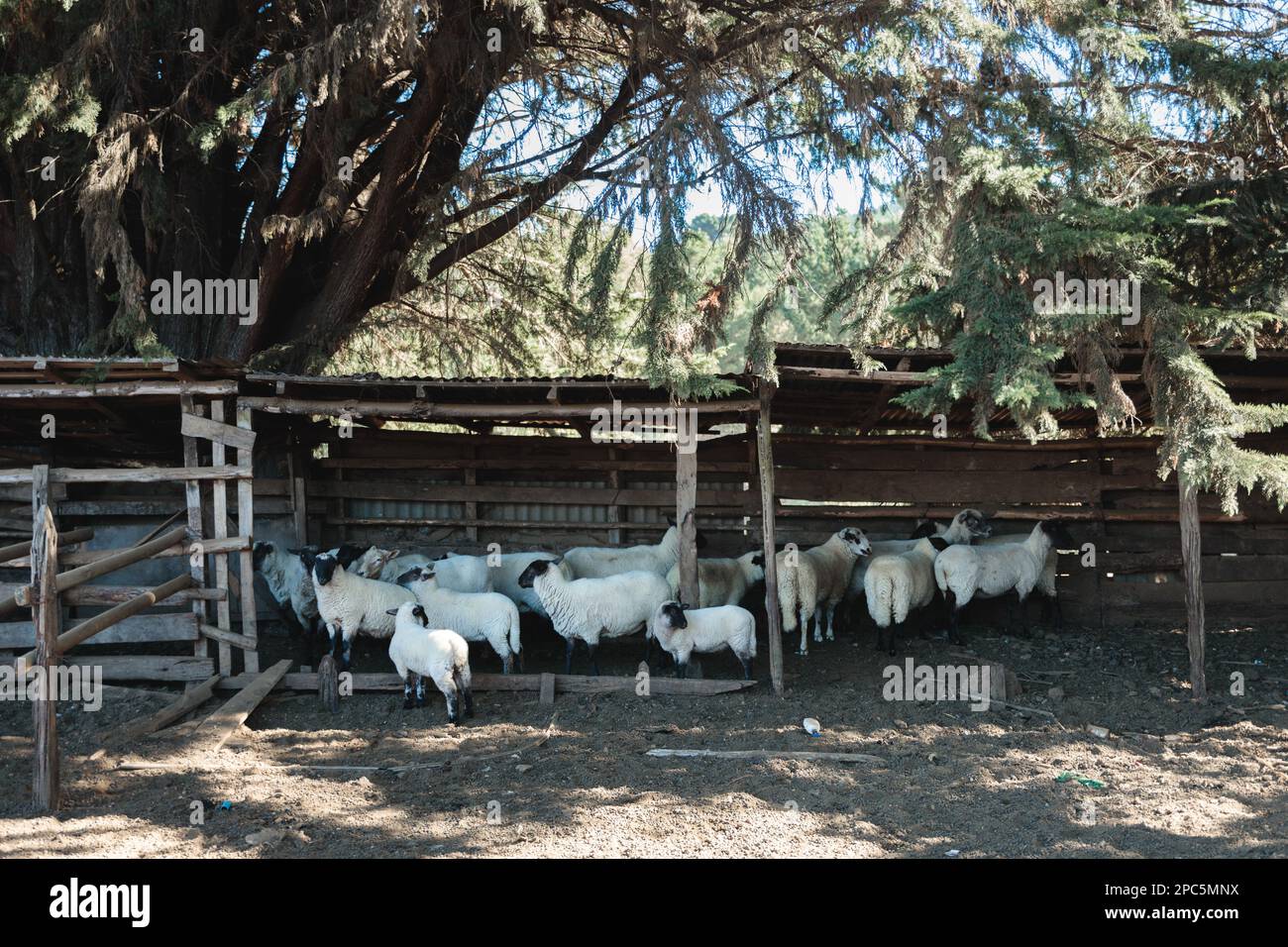 Flock of sheep and lambs in a wooden pen, before one of them gets caught and butchered ...