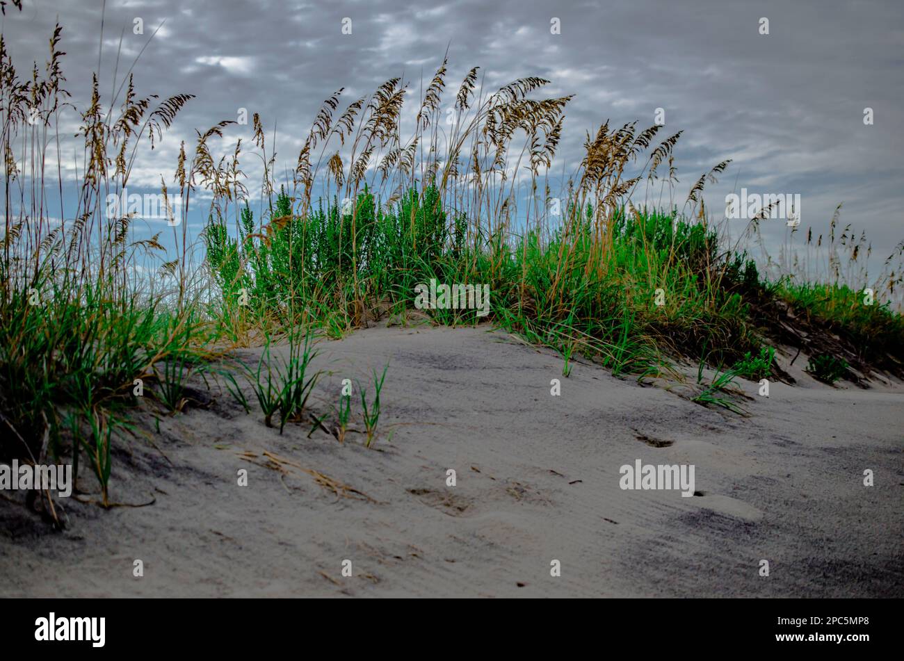 American beachgrass along the sand dunes in North Carolina Stock Photo ...