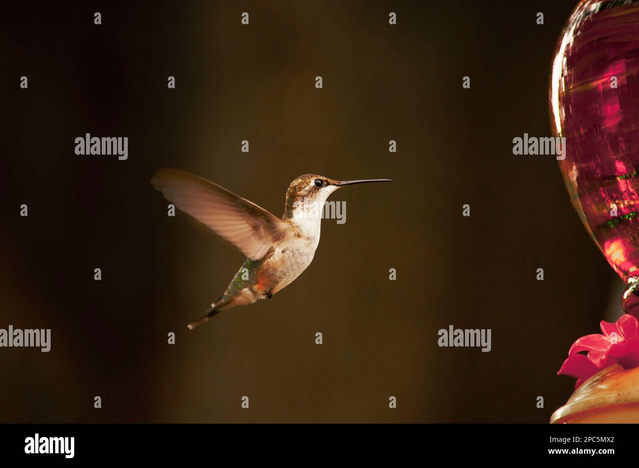 female ruby throated hummingbird at its feeder in Northern Virginia ...