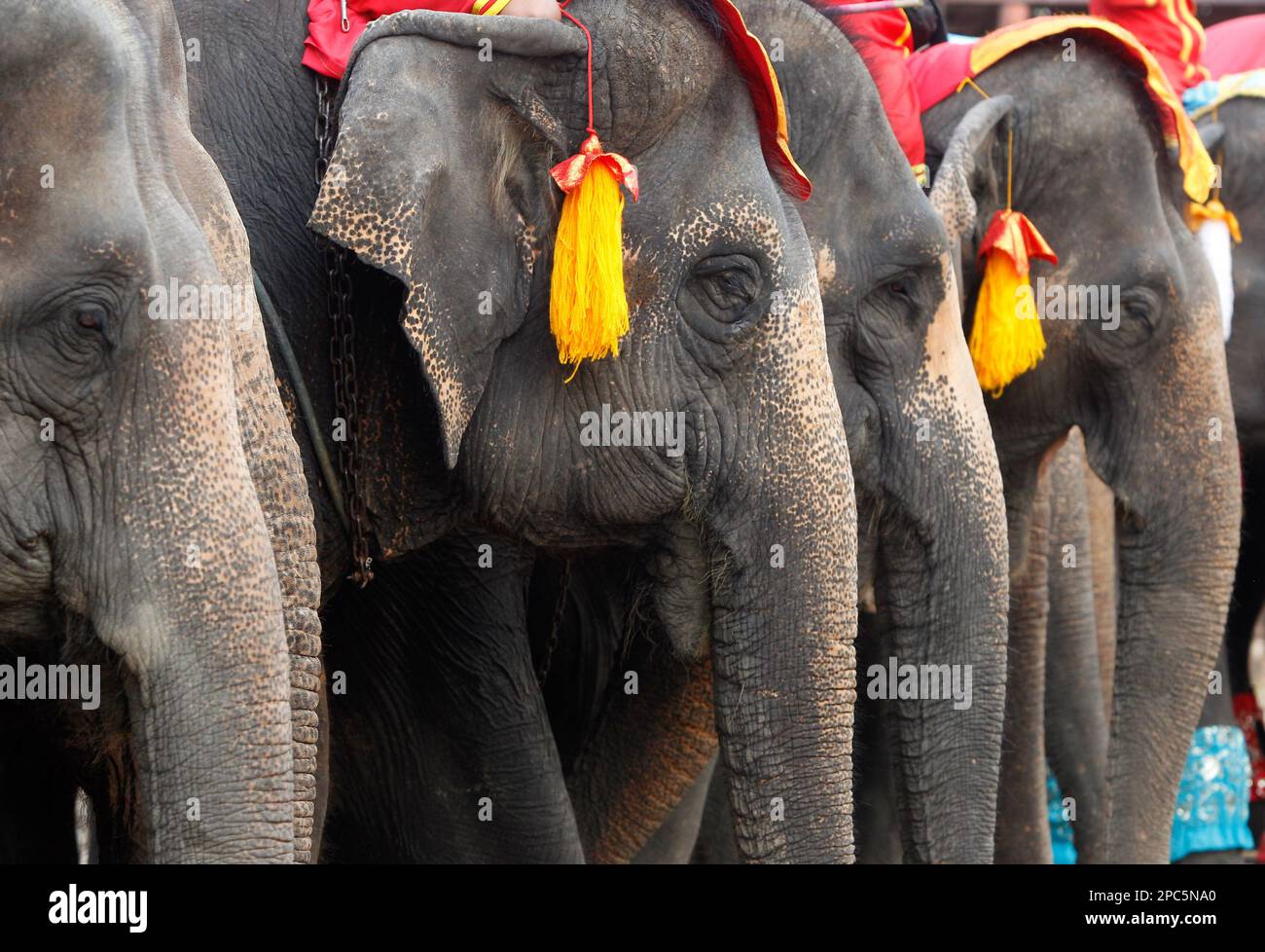 Elephants are seen during Thailand's national elephant day celebration ...