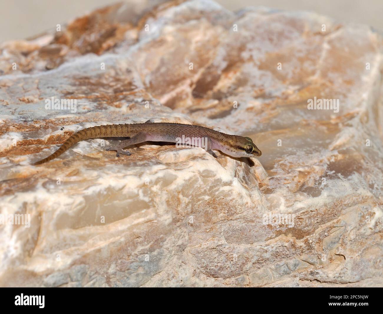 Sesfontein Gecko (Pachydactylus parasctutatus) resting on marbled rock ...