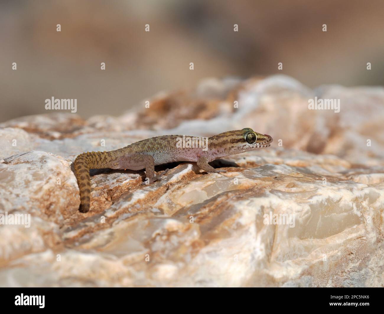 Sesfontein Gecko (Pachydactylus parascutatus) adult resting on marbled ...
