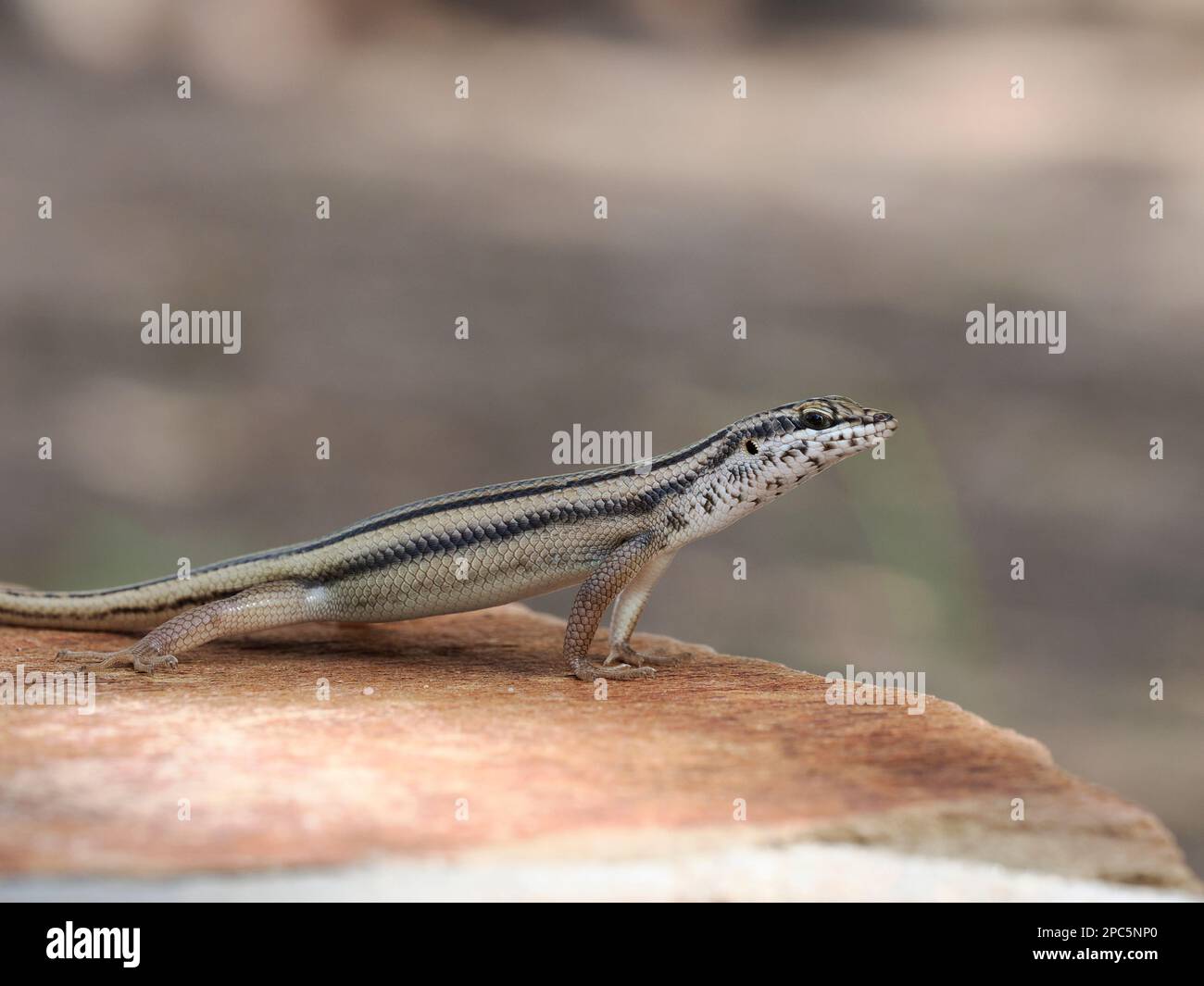 Variegated Skink (Trachylepis variegata) adult resting on rock, Namibia ...
