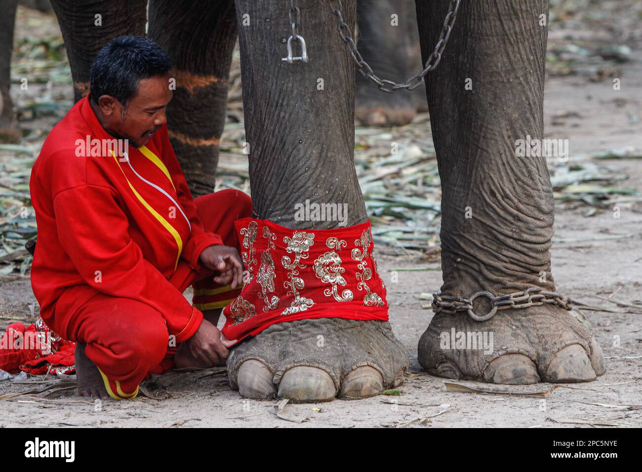 A mahout prepares his elephant during Thailand's national elephant day ...