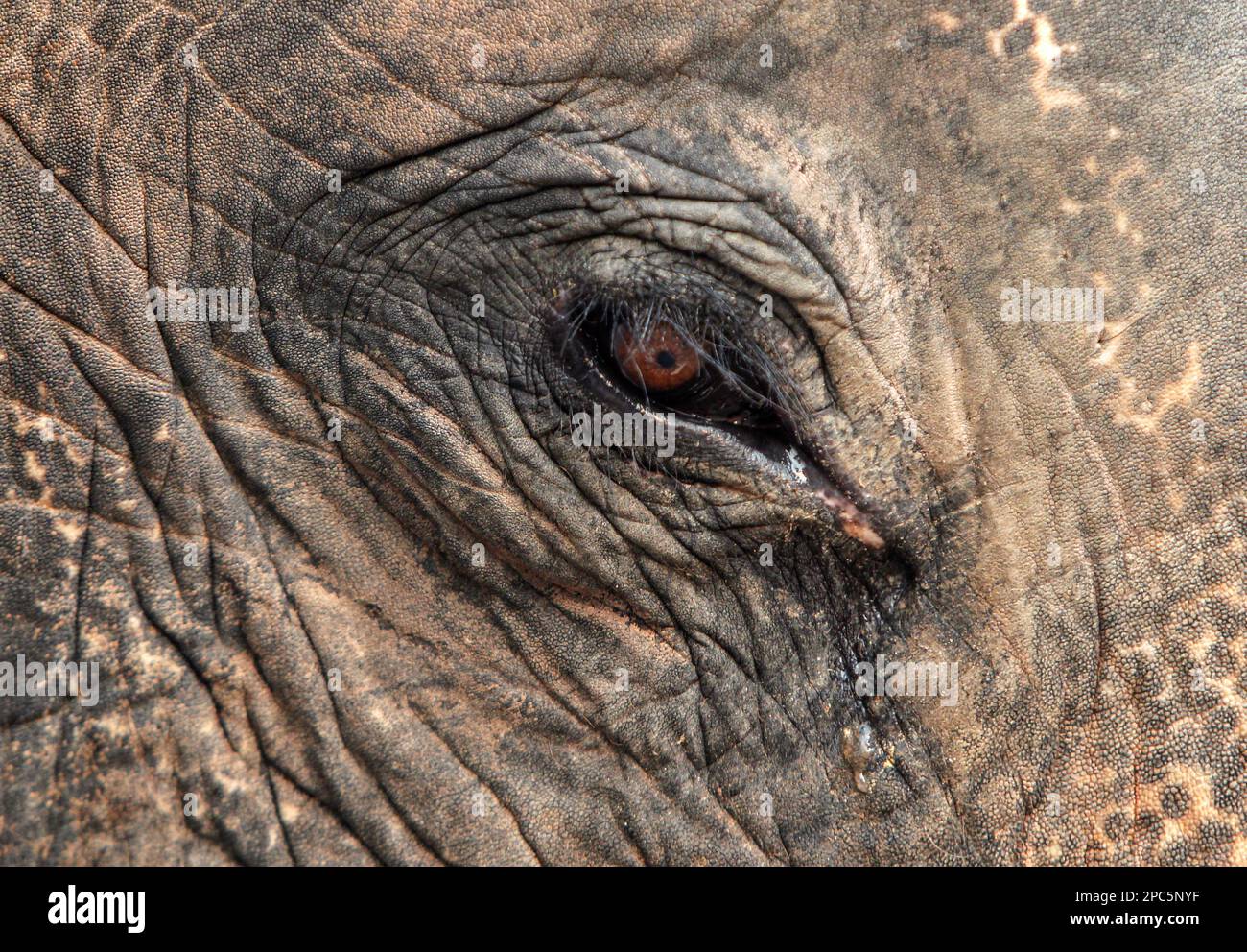 An elephant's eye seen during Thailand's national elephant day ...