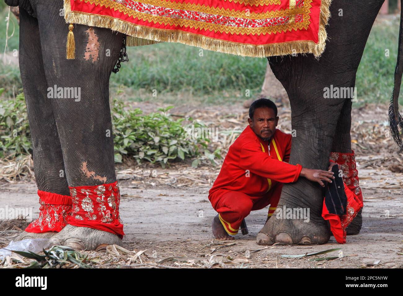 A mahout prepares his elephant during Thailand's national elephant day ...