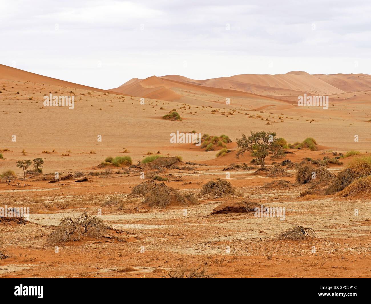 Sparse Vegetation in Sand Dunes, Namibia, Africa Stock Photo - Alamy