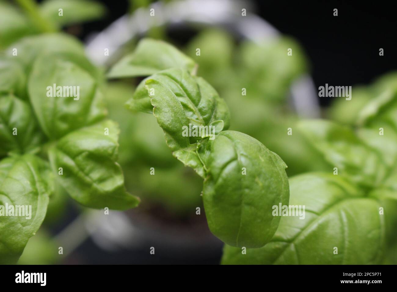 Basil plant leaves top view Stock Photo - Alamy