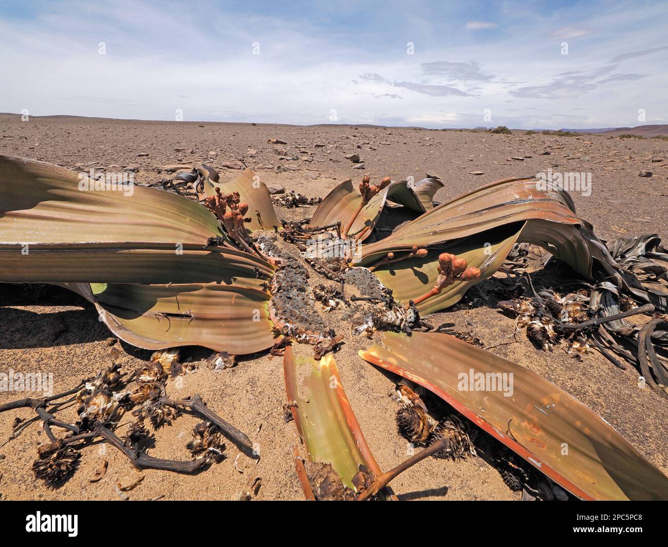 Welwitschia mirabilis male plant, showing cones, Namib desert, Namibia ...