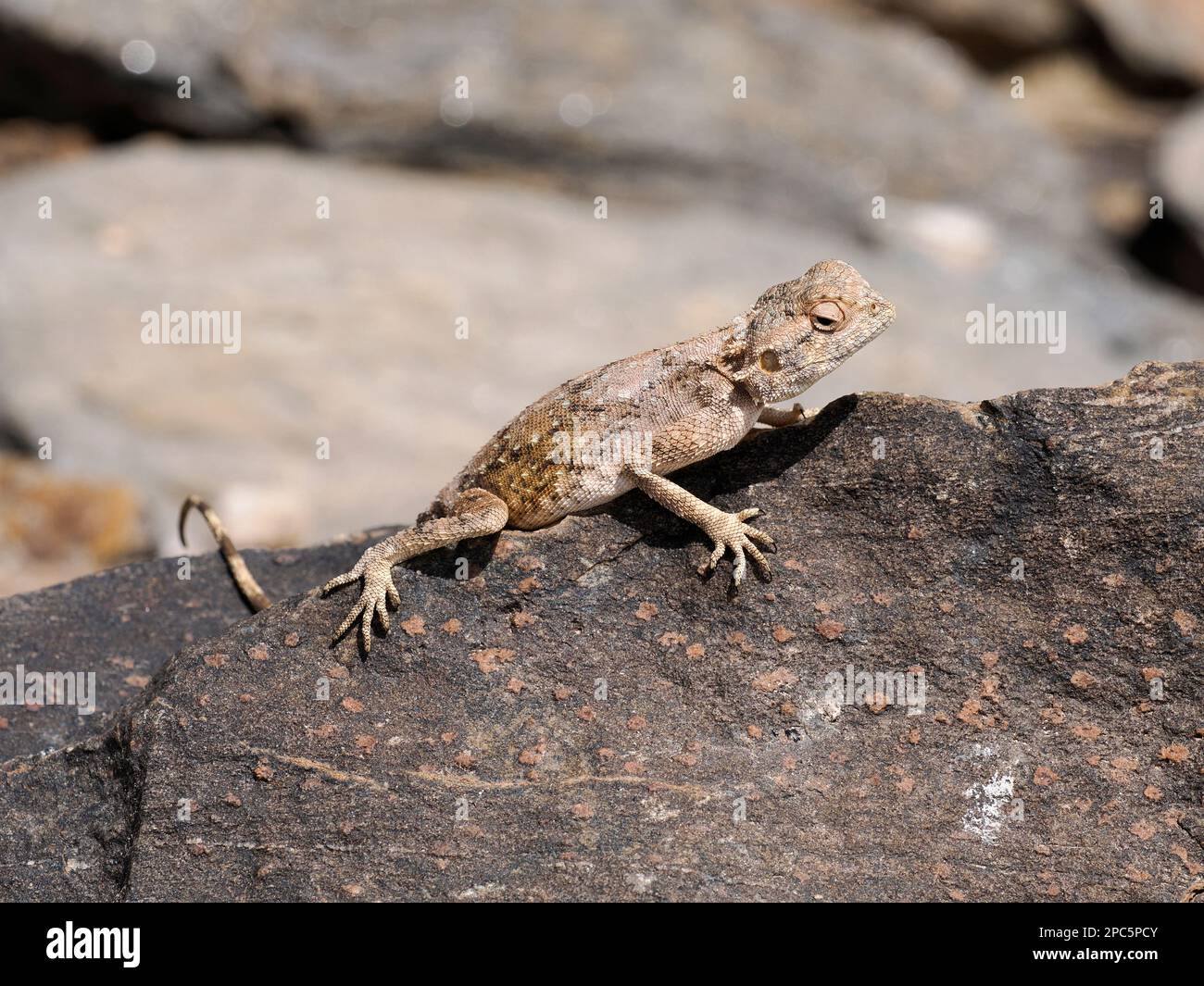Ground agama hi-res stock photography and images - Alamy