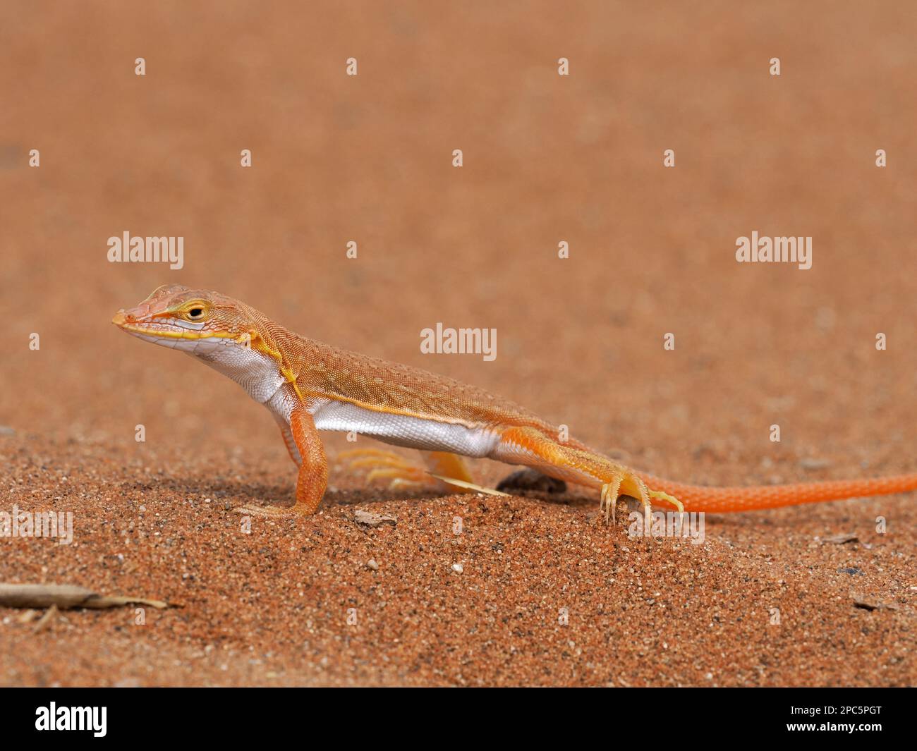 Wedge-snouted Desert Lizard (Meroles cuneirostris) adult standing on ...