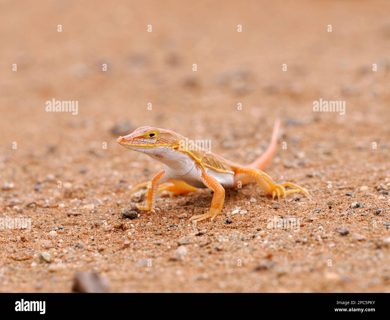 Wedge snouted desert lizard hi-res stock photography and images - Alamy