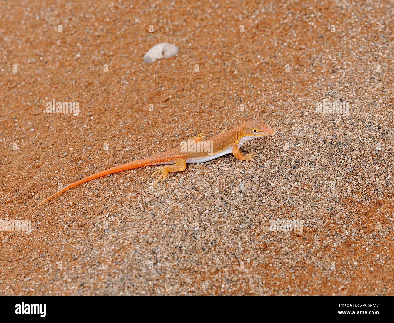 Wedge-snouted Desert Lizard (Meroles cuneirostris) adult resting on ...