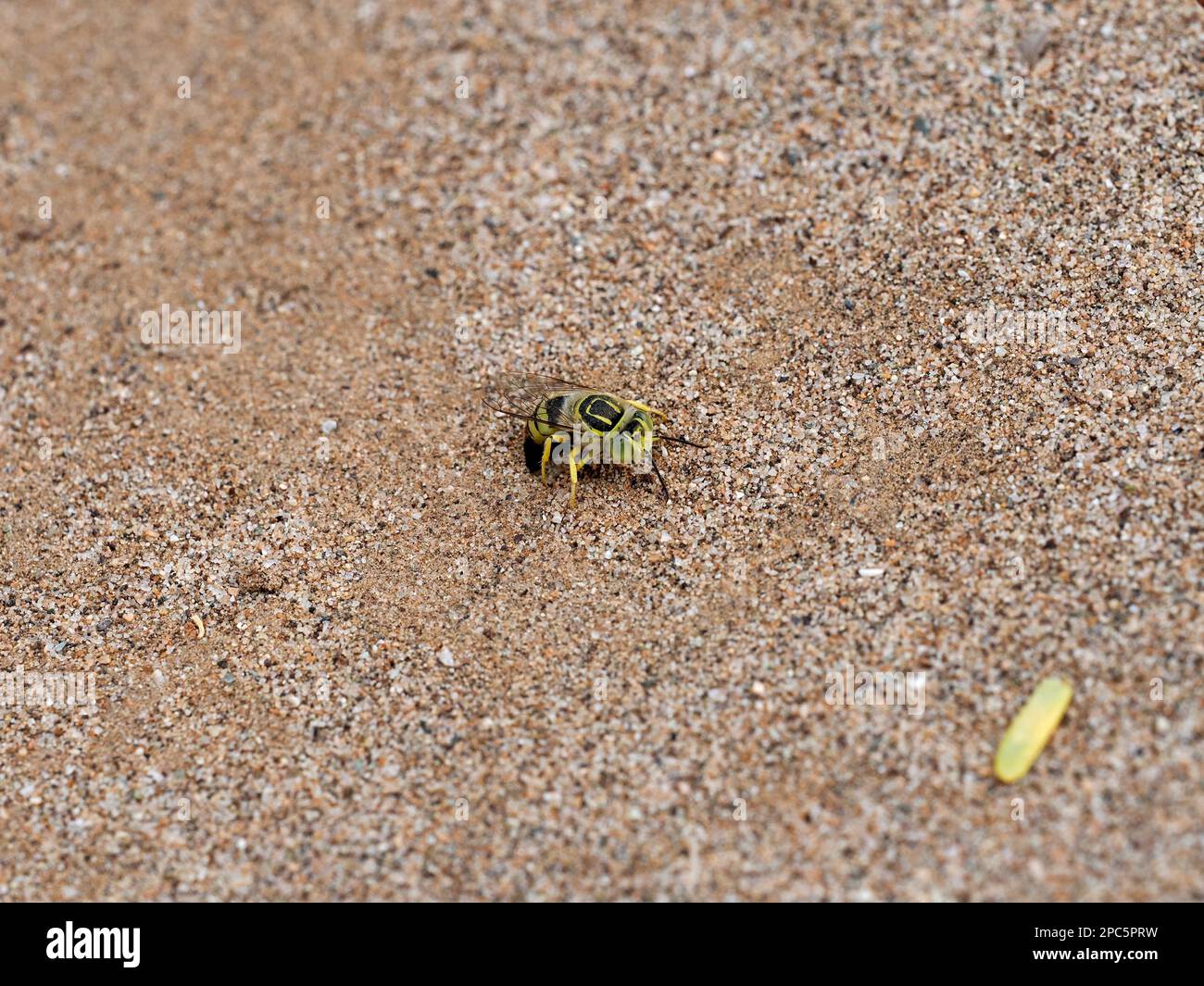 African Yellow Sand Digger Wasp (Bembix species) emerging from nest ...
