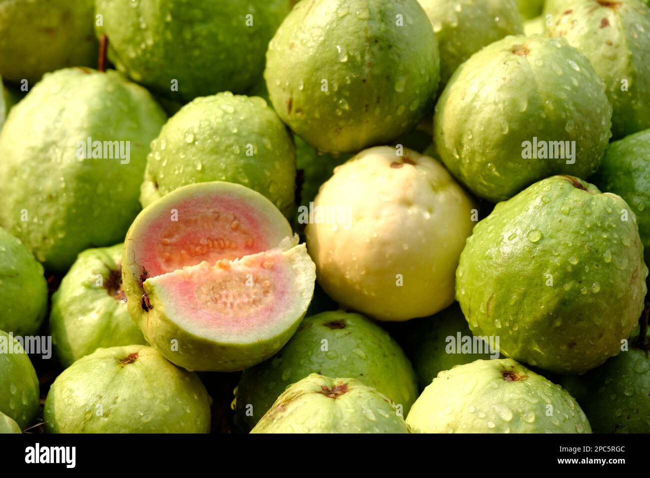 Organic guava fruit. green guava fruit hanging on tree in agriculture ...