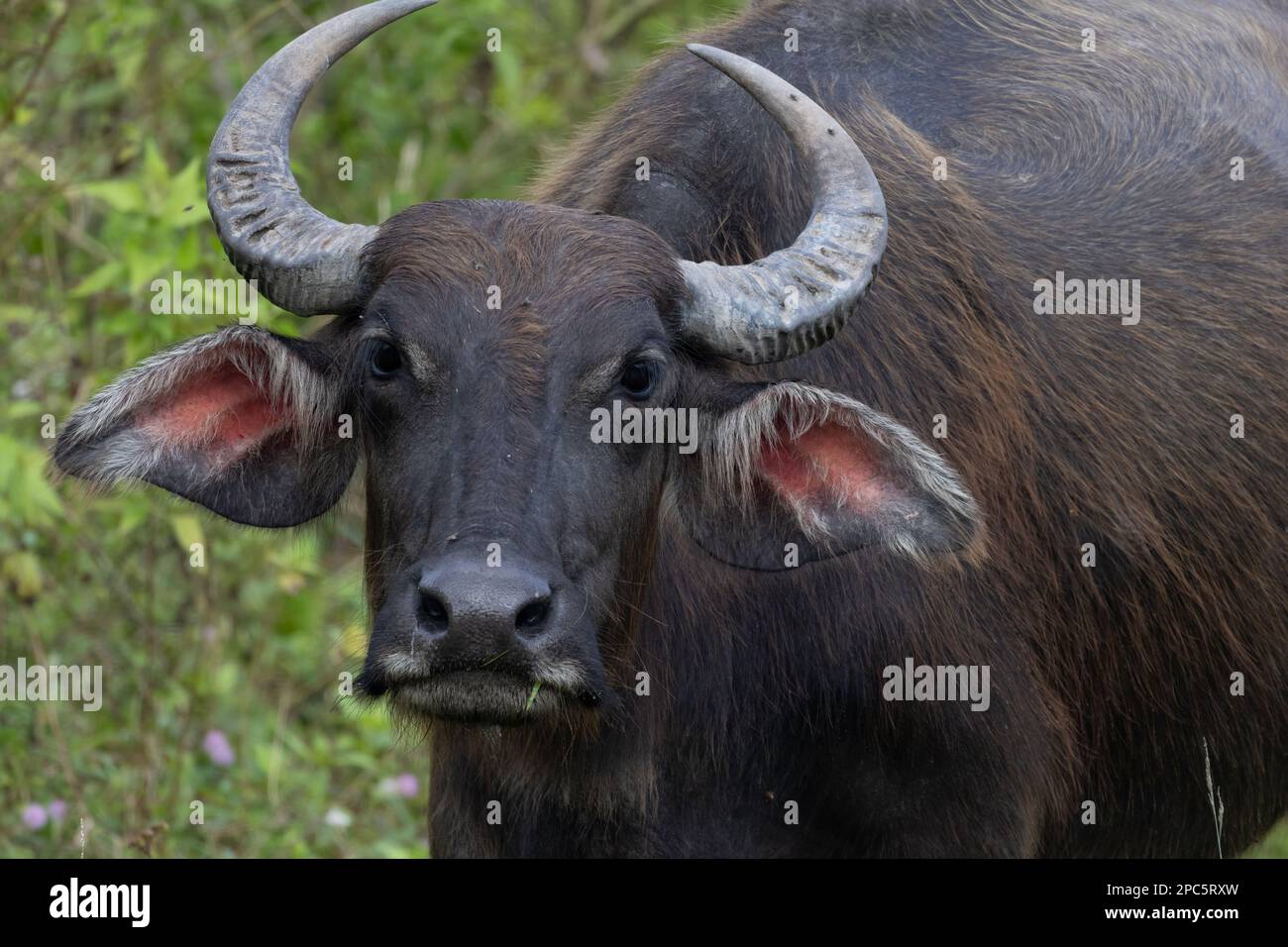 Asiatic water buffalo of india hi-res stock photography and images - Alamy