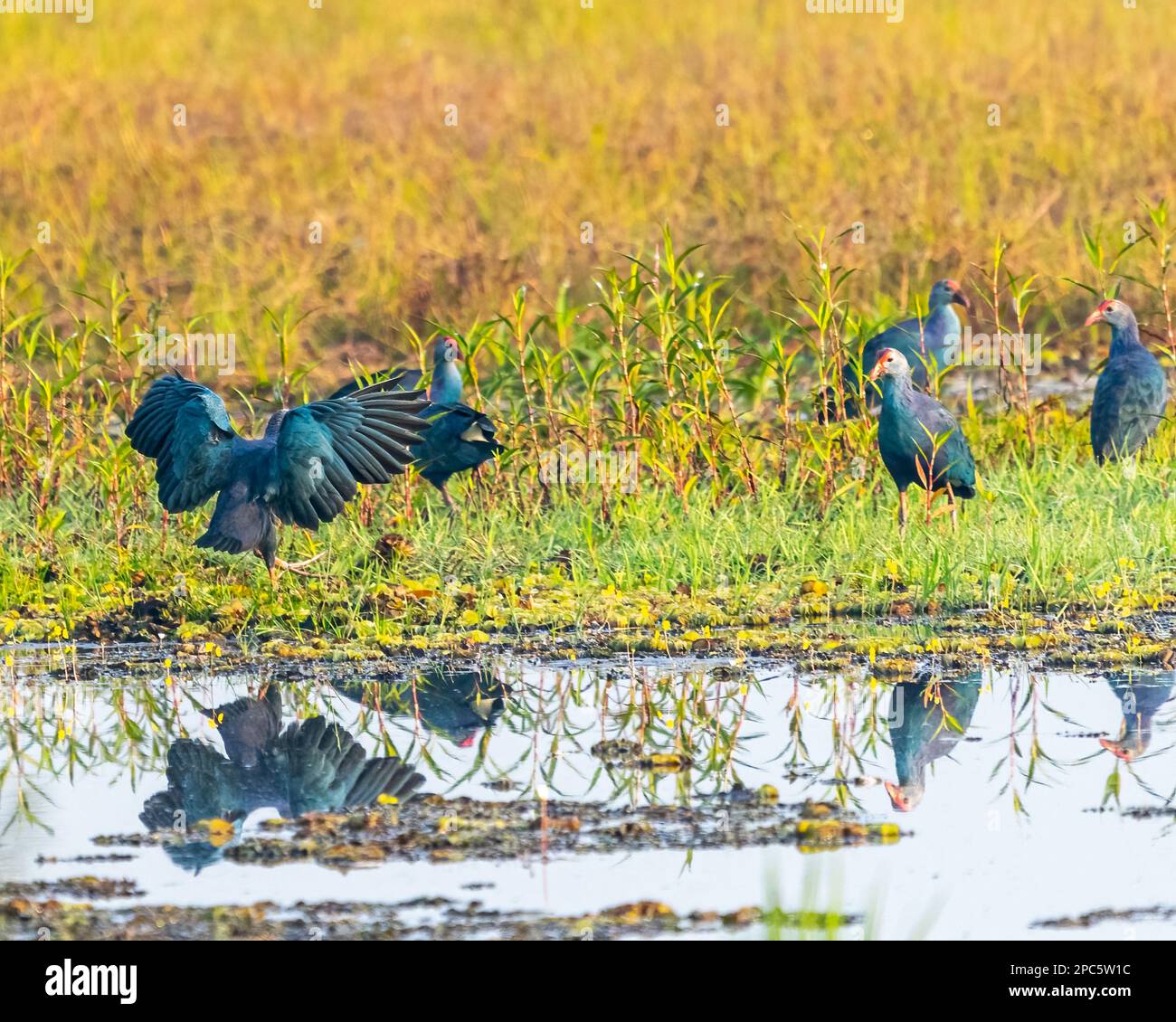 Purple Swamphen roaming in a wet land Stock Photo - Alamy
