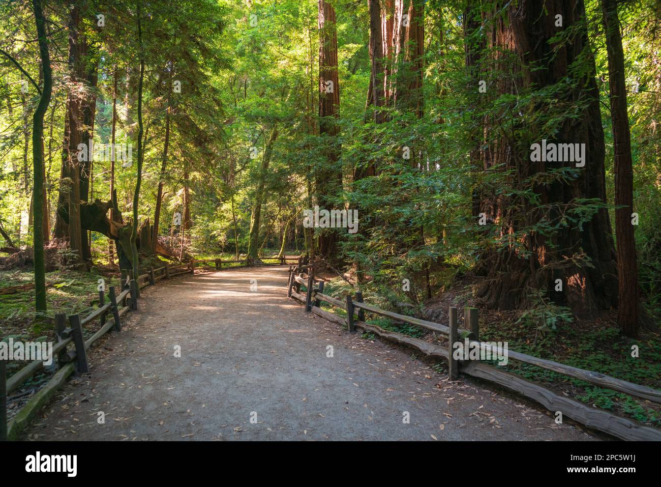 Henry Cowell Redwoods State Park, California Stock Photo - Alamy