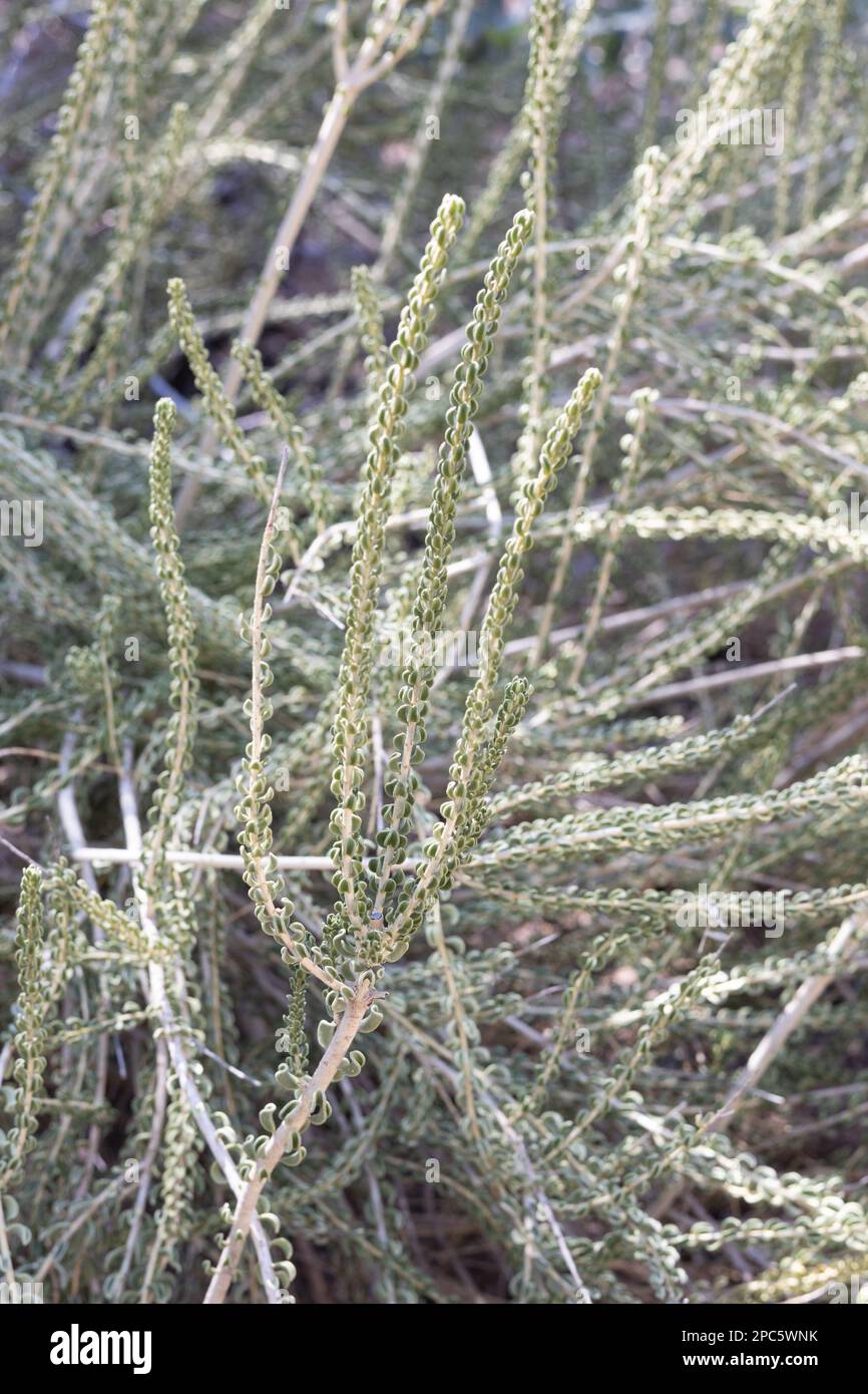 Sandpaper bush hi-res stock photography and images - Alamy