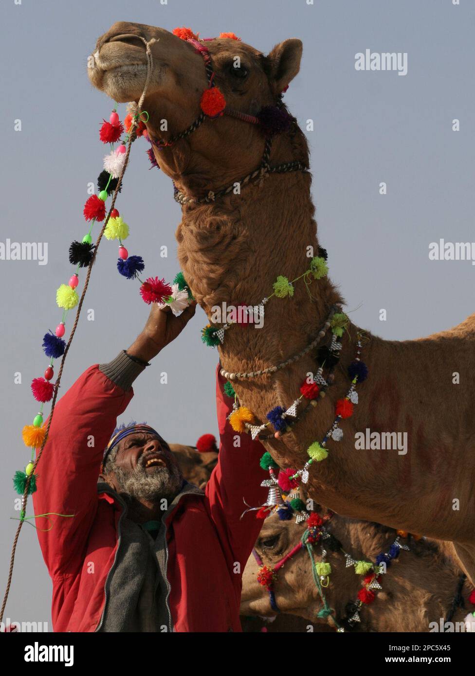 A Pakistani camel seller decorates his camel to attract potential ...