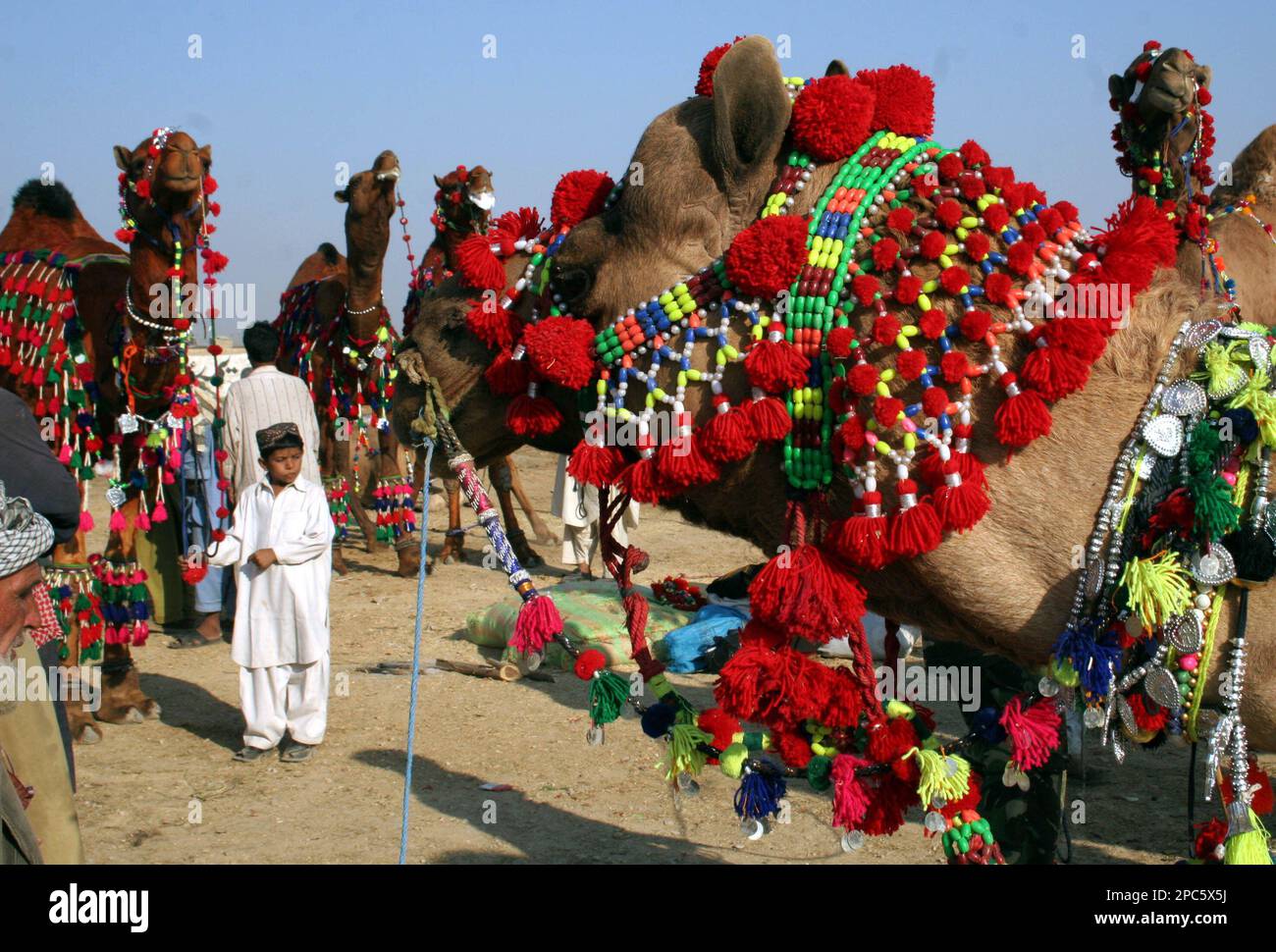 Pakistani camel sellers wait for customers, who are preparing for the ...