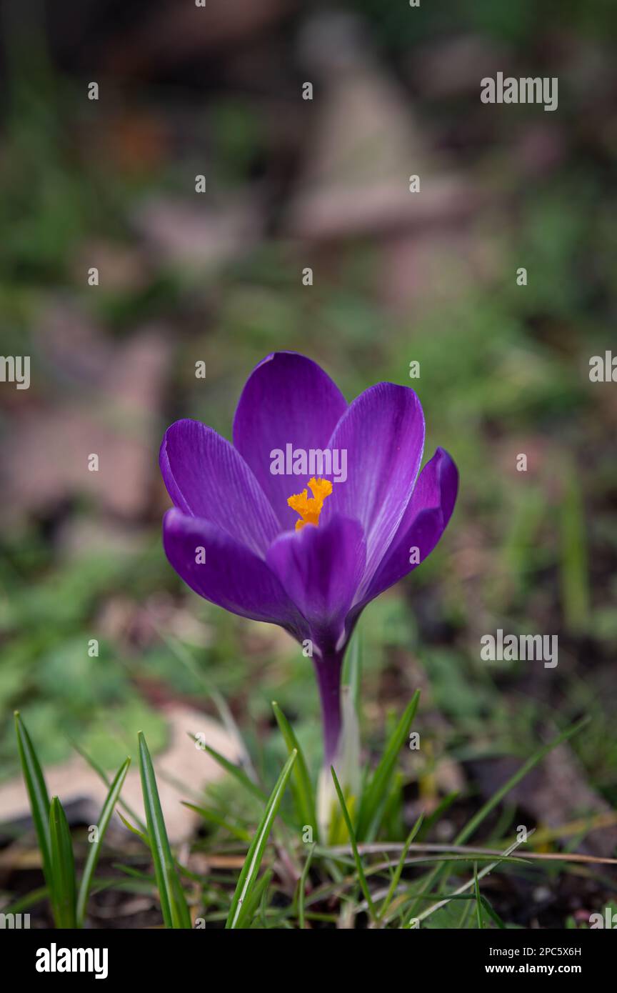 Purple crocus in the centre of the image, photograph. Spring. Crocus ...