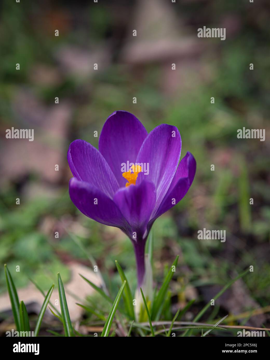 Purple crocus in the centre of the image, photograph. Spring. Crocus ...