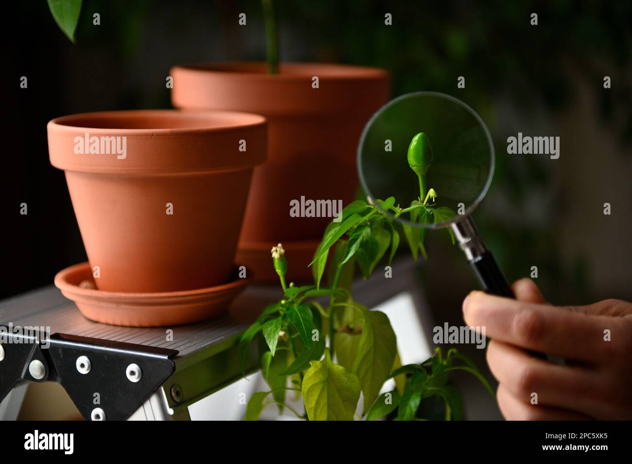 View through magnifying glass of a loupe on ripening pepper fruit ...