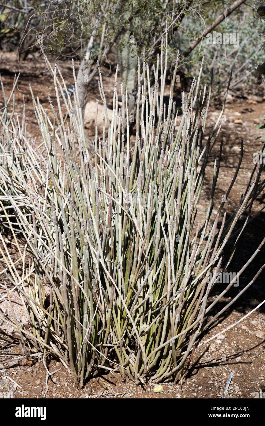 Euphorbia antisyphilitica - candelilla Stock Photo - Alamy