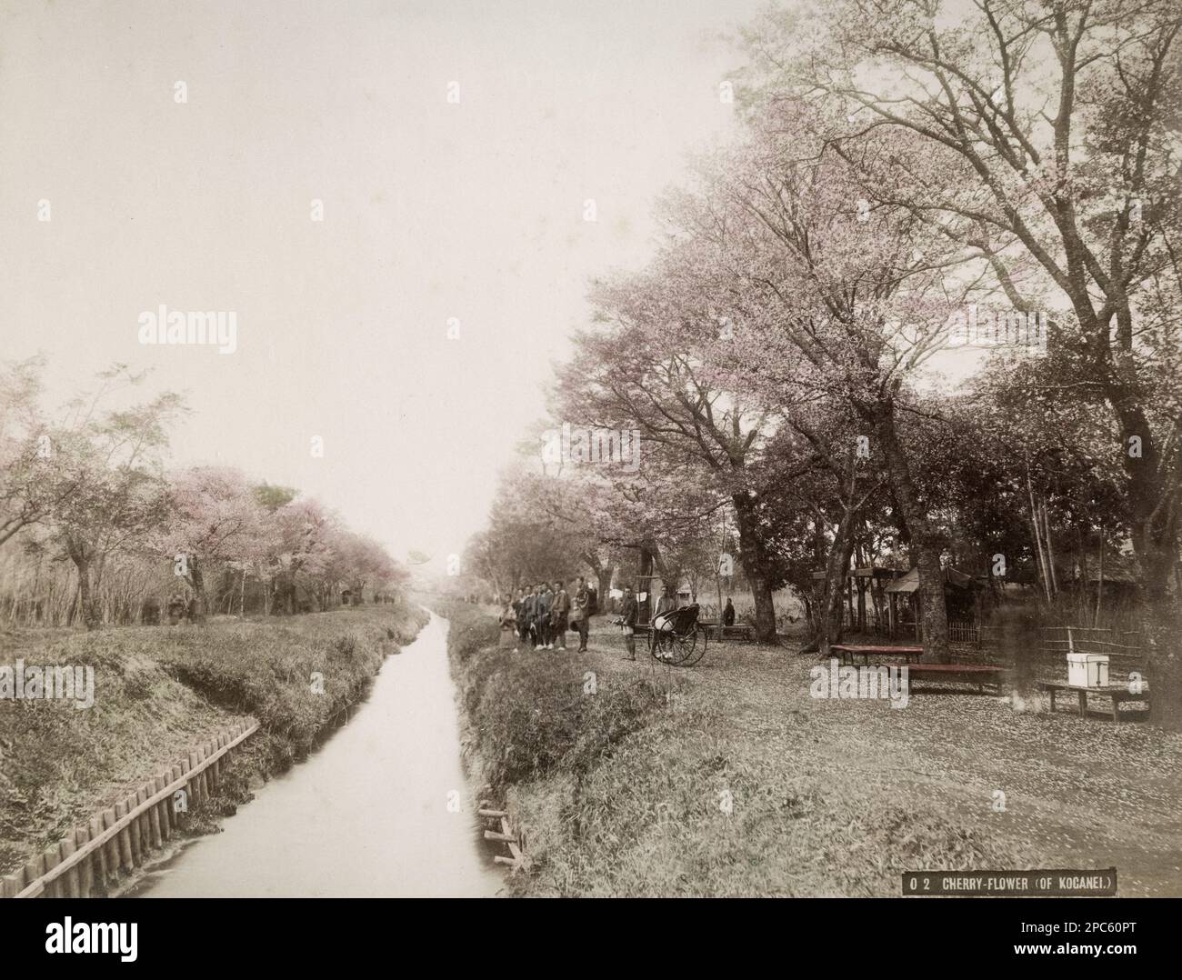 Vintage 19th century photo: Japan, cherry blossom, Koganei, Tokyo Stock ...