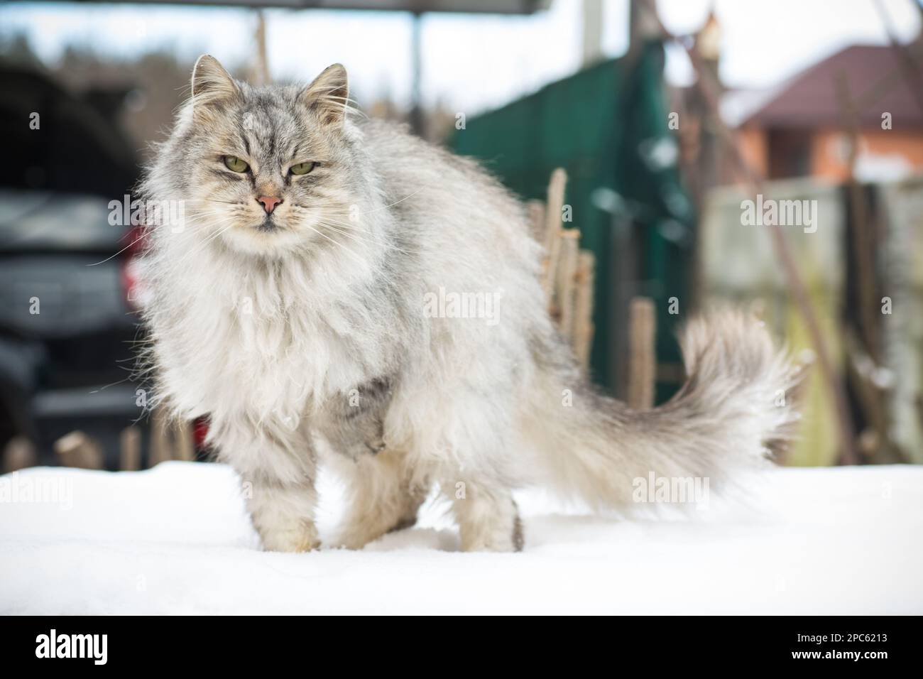 The cat is beautiful, cute, fluffy, gray in color, walks outdoors in ...