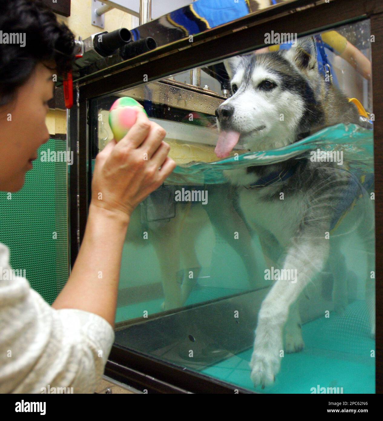Andy, an 11-year-old Siberian husky who suffers from lower back pain ...