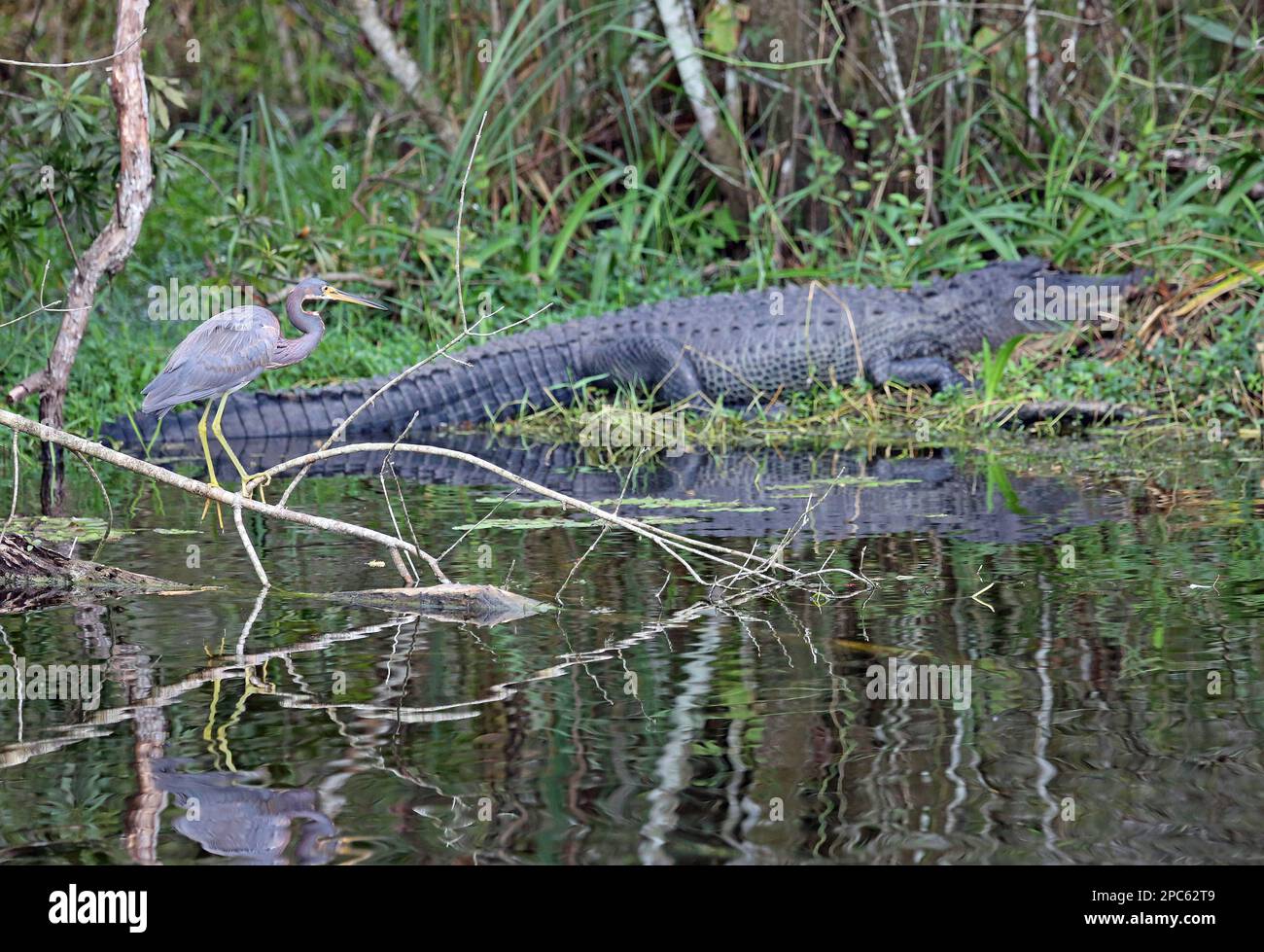 Blue Alligators