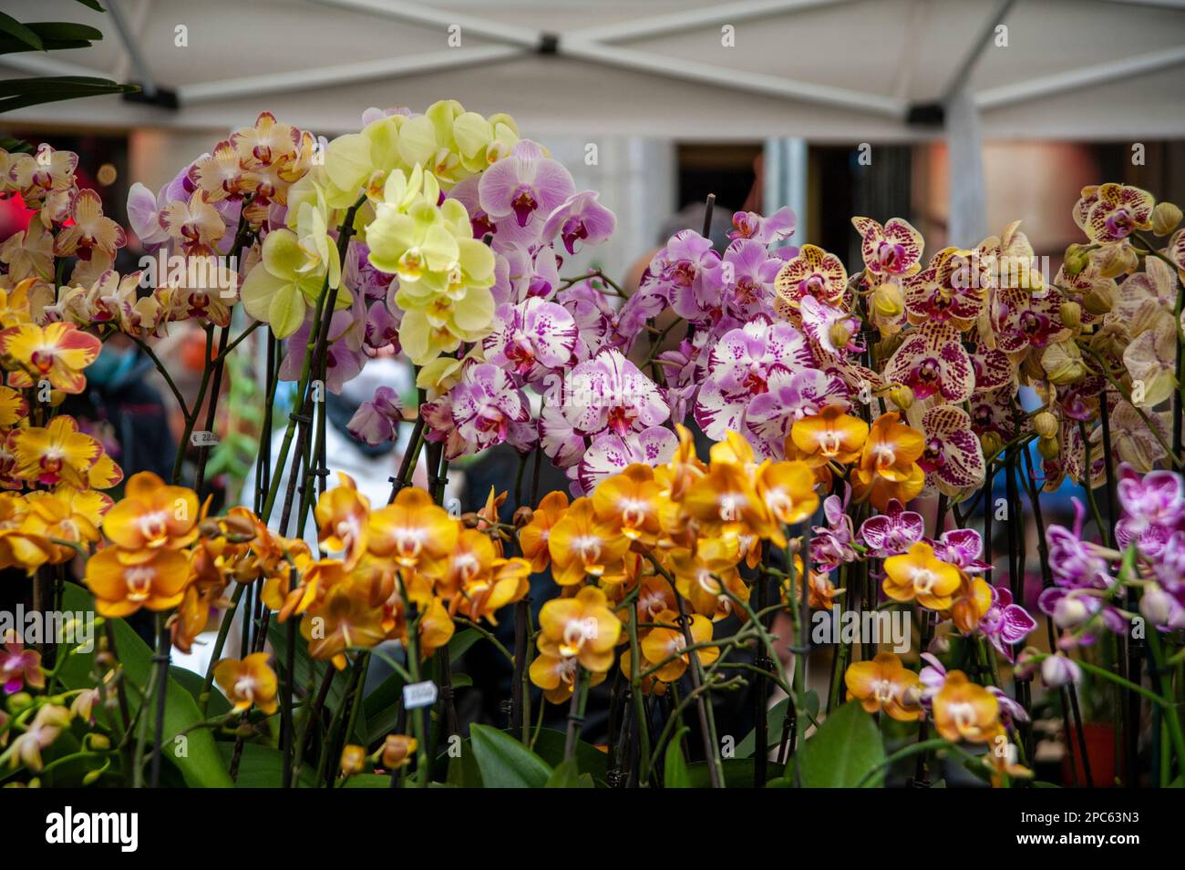 Group of multicolored flowers. the beauty of nature and the importance ...