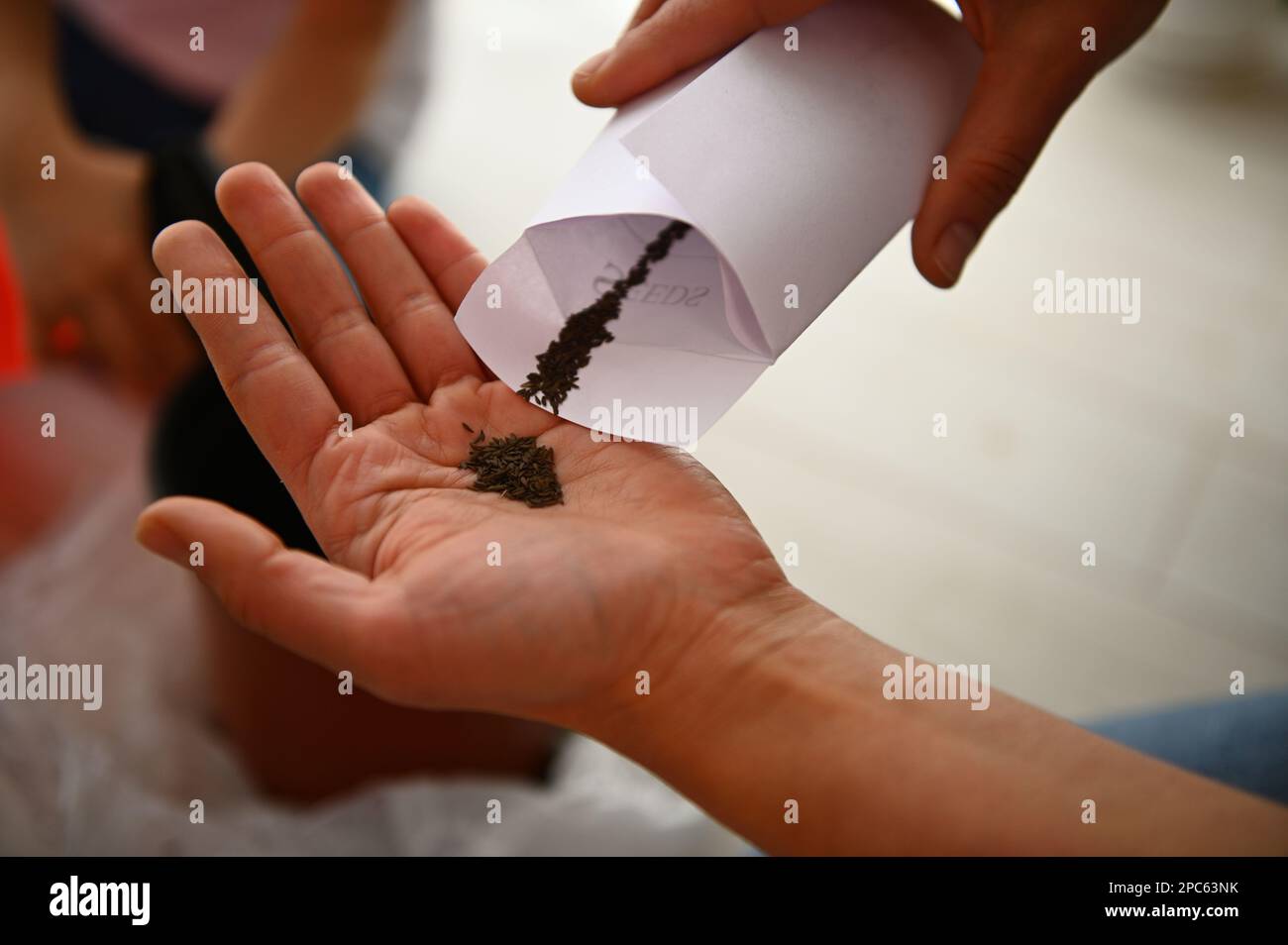 Close-up agriculturist putting out plant seeds from a white blank bag ...