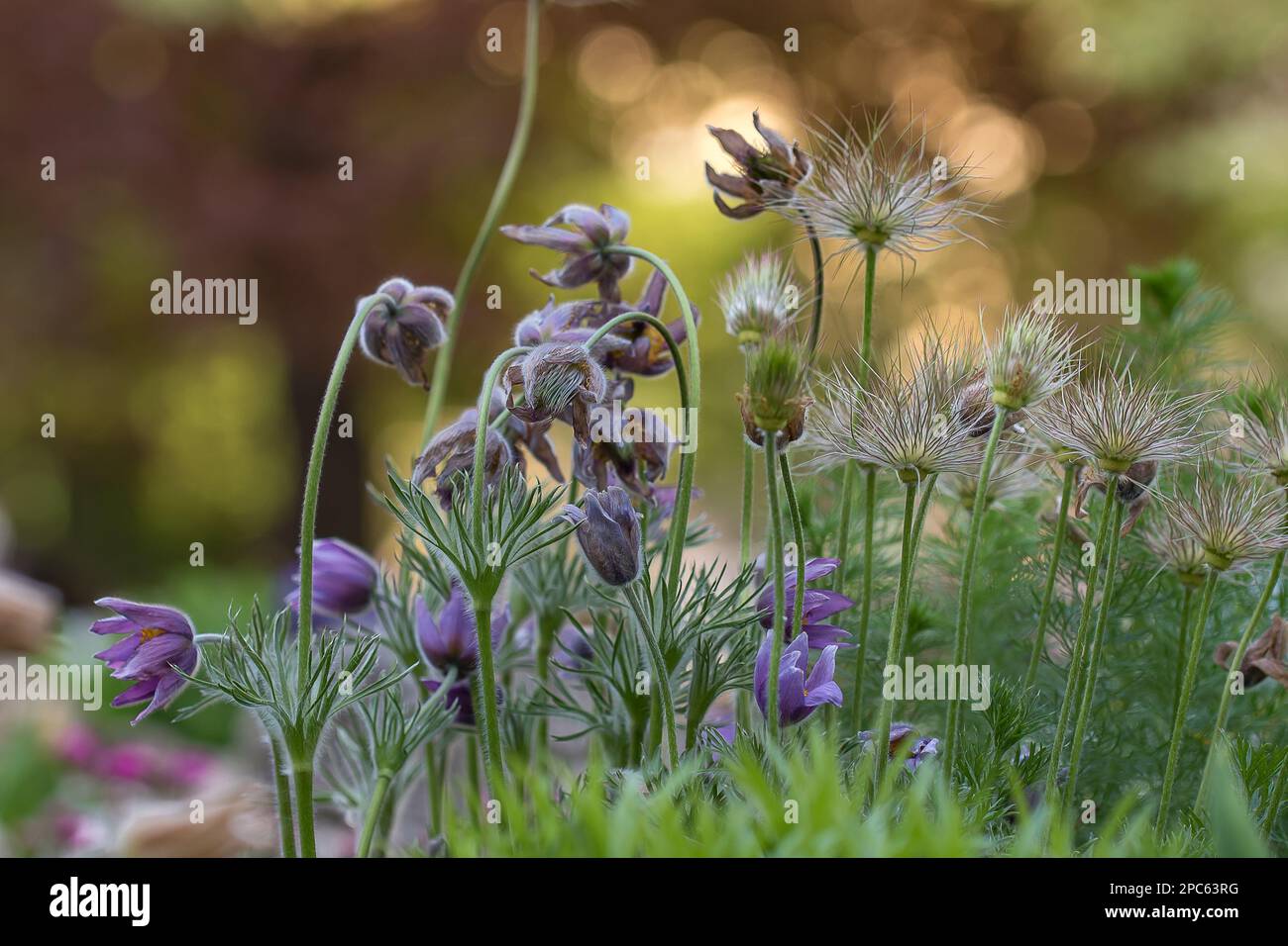 A group of various pulsatilla flowers in different flower stages Stock ...