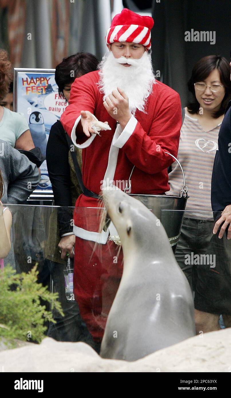 Santa Claus throws fish to Katanya the seal at a special Christmas ...