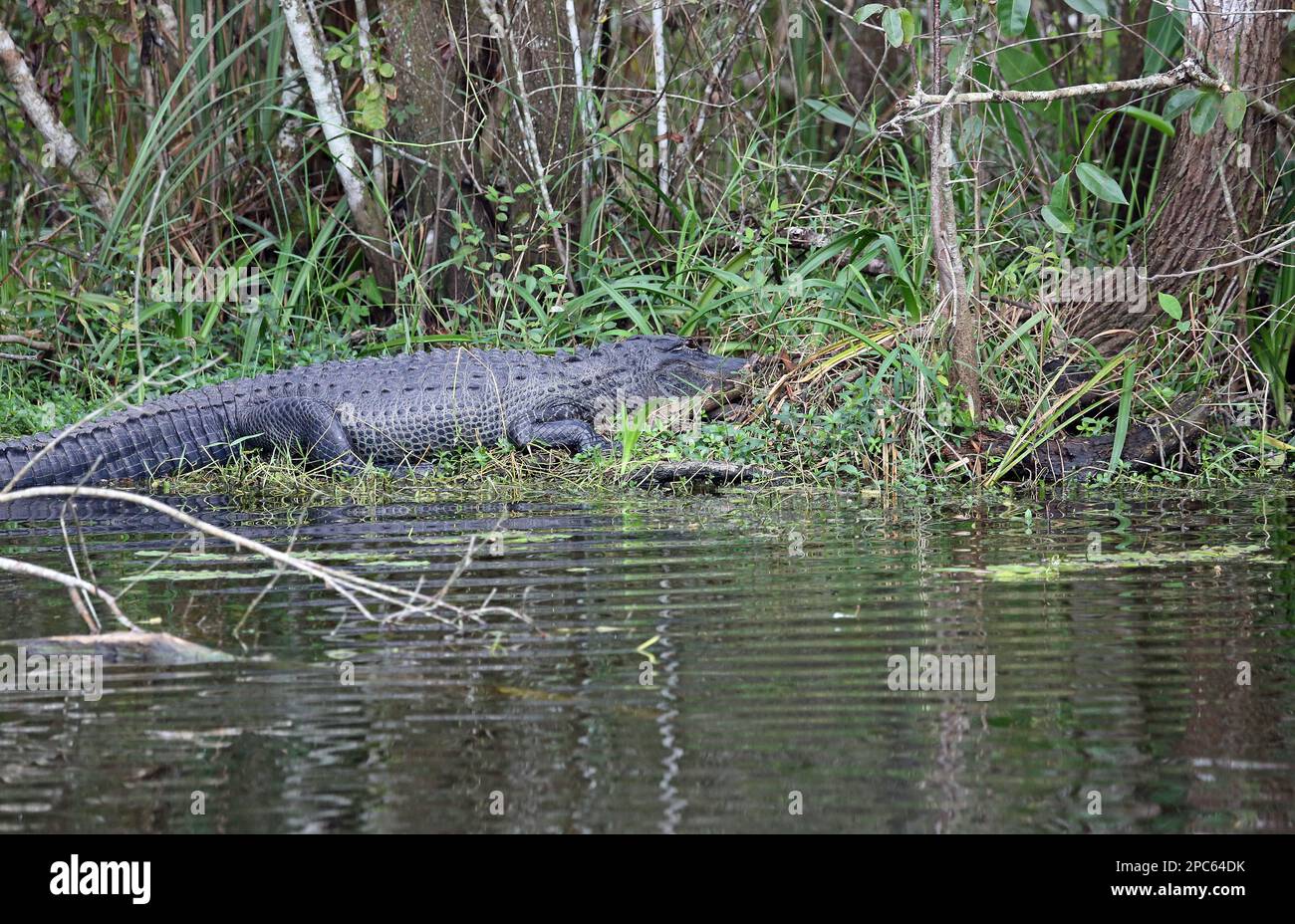Alligator on water - Florida Stock Photo - Alamy