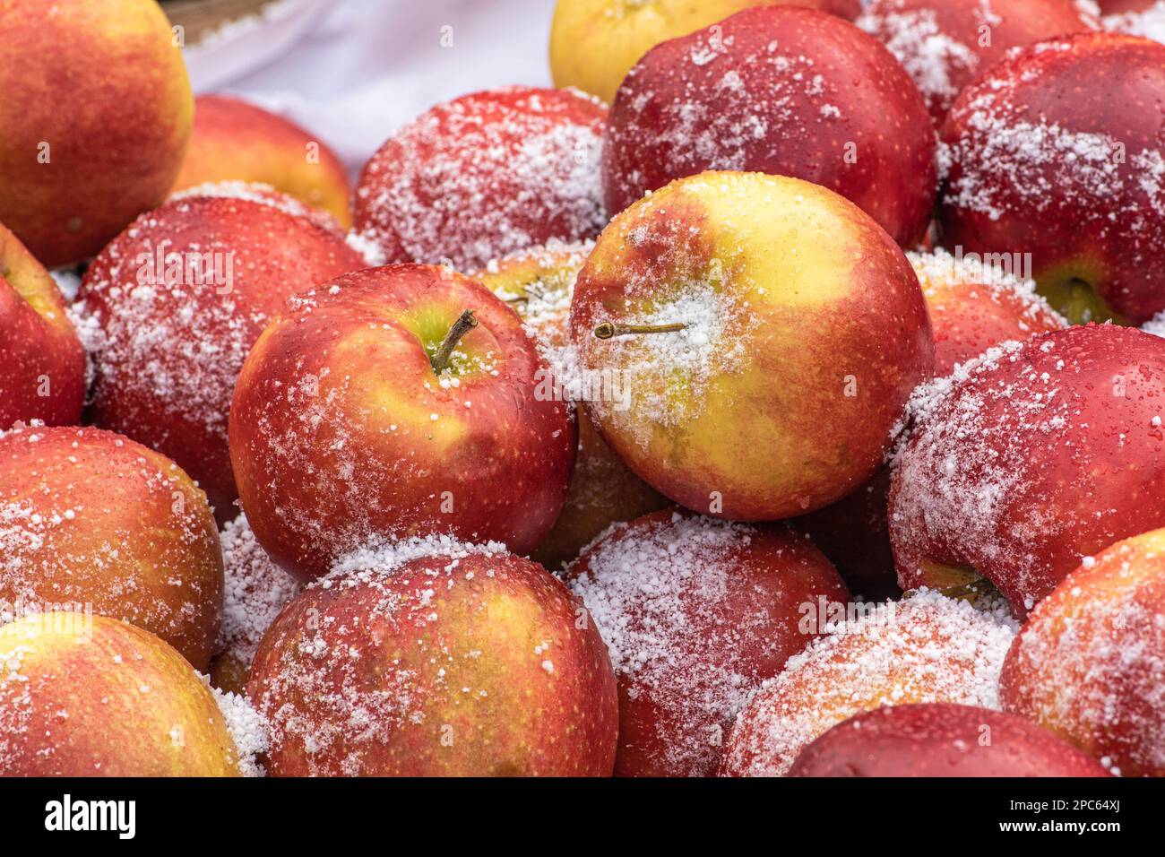 Fresh red apples covered by the snow in a farmer agricultural open air ...