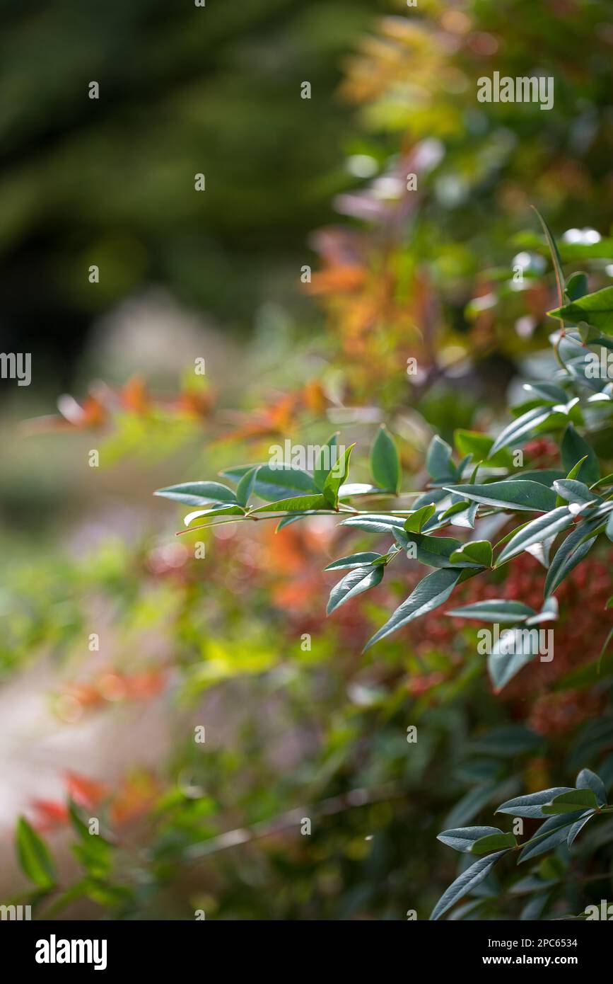 A closeup of the bush with green leaves growing in the forest Stock ...
