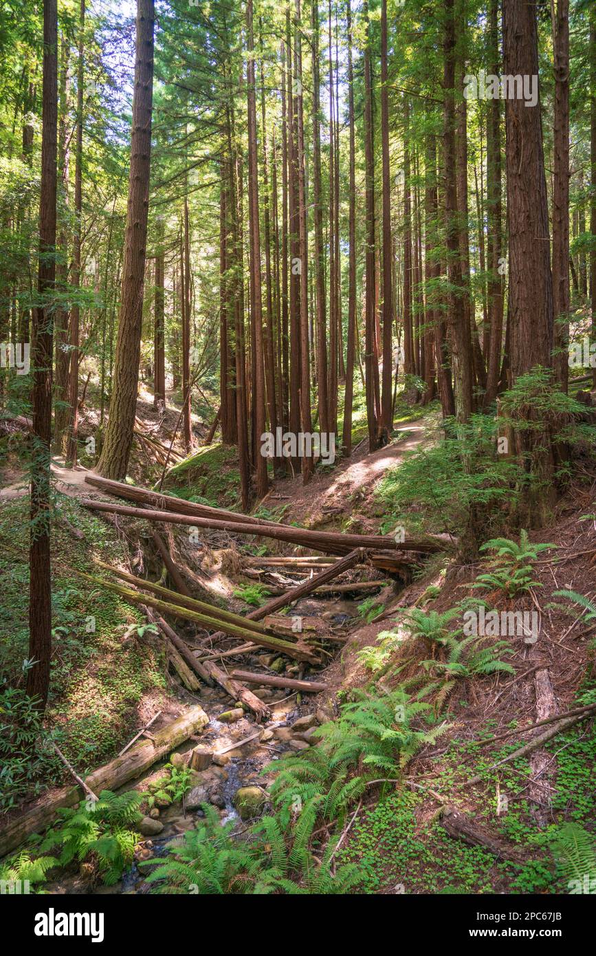 Henry cowell state park california hi-res stock photography and images ...