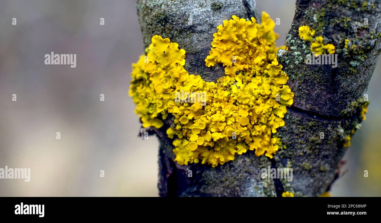 Common orange lichen on a fruit tree twig Stock Photo - Alamy