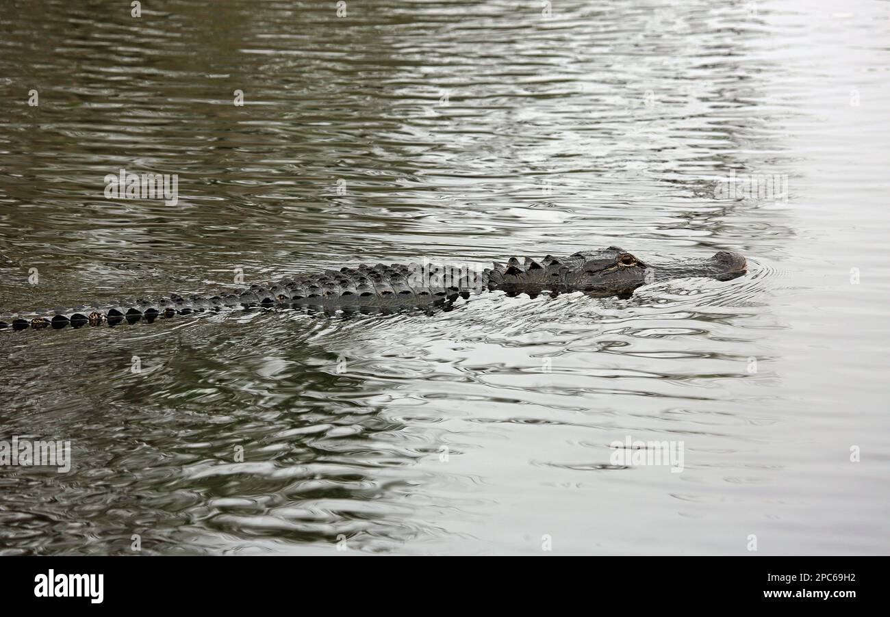 Alligator swimming - Florida Stock Photo - Alamy Alligator swimming - Florida Stock Photo - Alamy