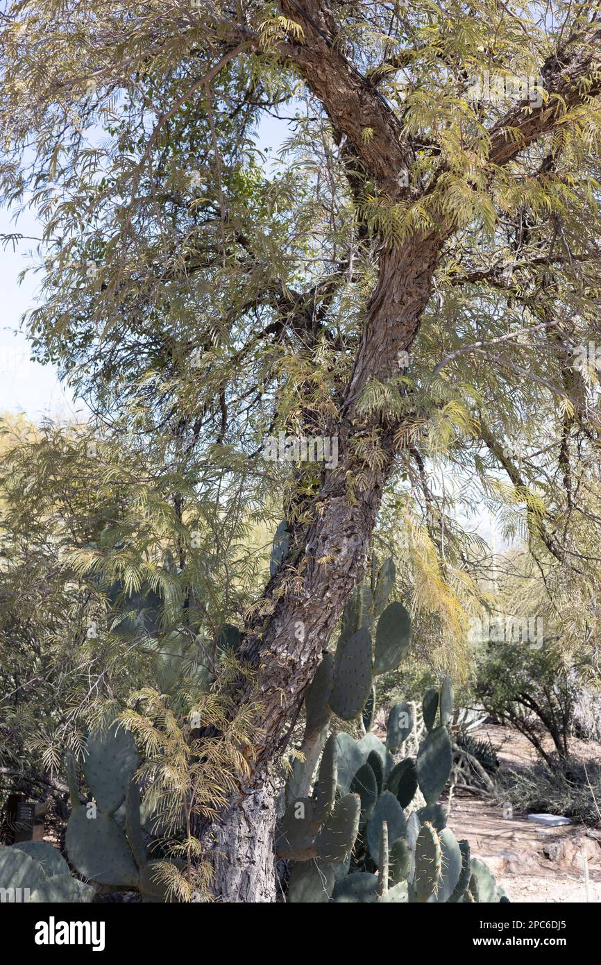 Lysiloma watsonii hi-res stock photography and images - Alamy