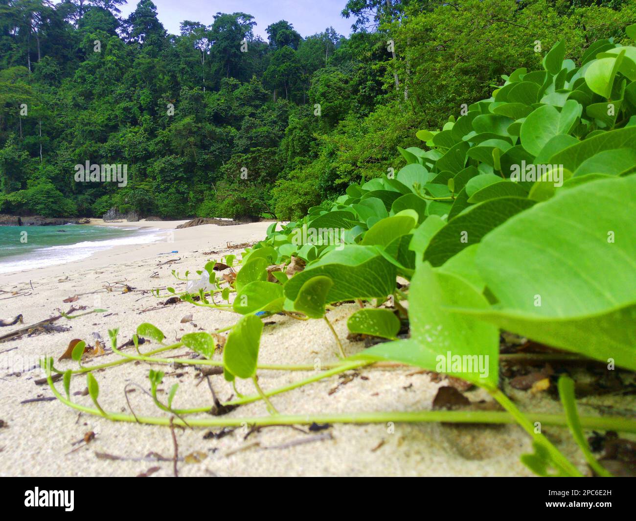 Ipomoea pes-caprae, also known as bayhops, bay-hops, beach morning ...