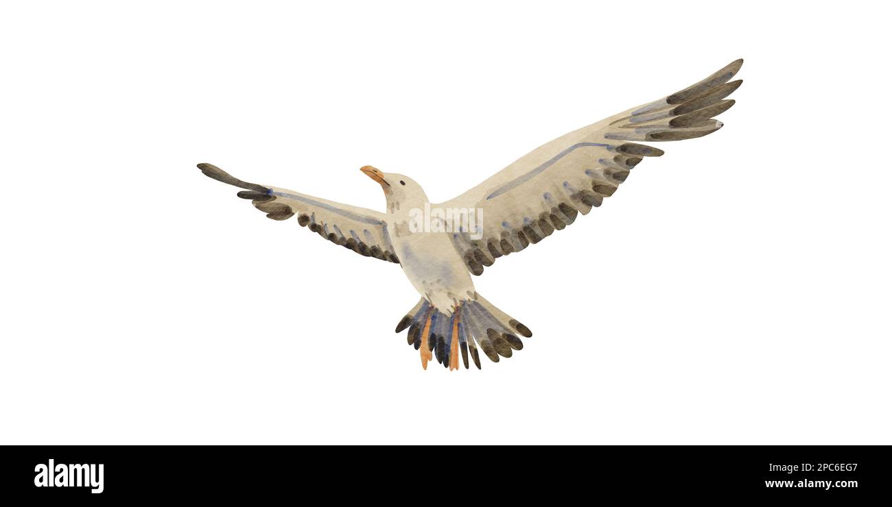 Sea gull in flight on a white background. Watercolor illustration of an ...
