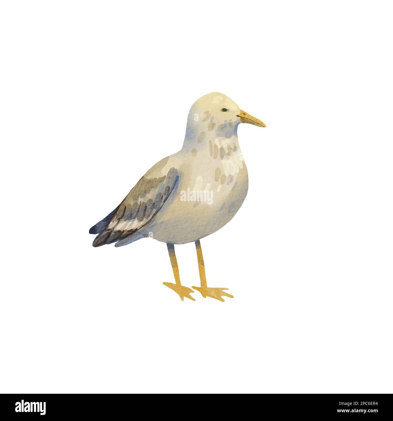 A sea gull stands on a white background. Watercolor illustration of an ...