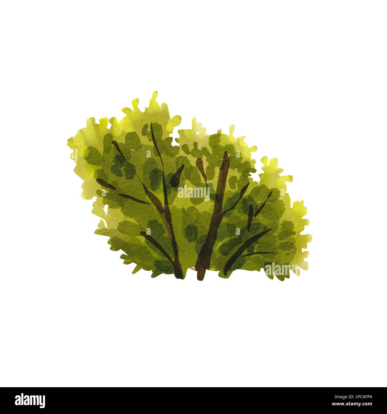 A green summer bush on a white background. Watercolor illustration of a ...