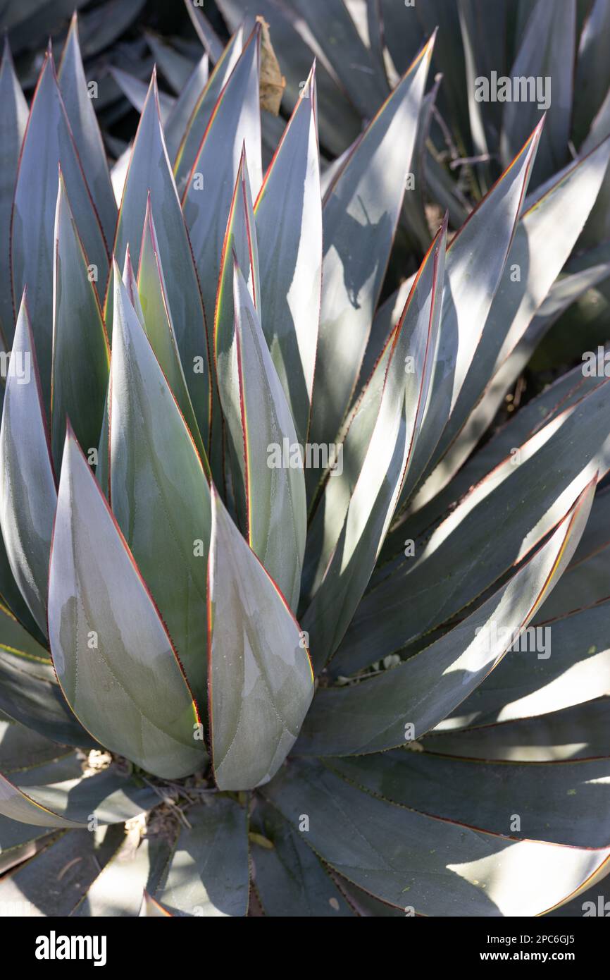 Agave 'blue glow' Stock Photo - Alamy